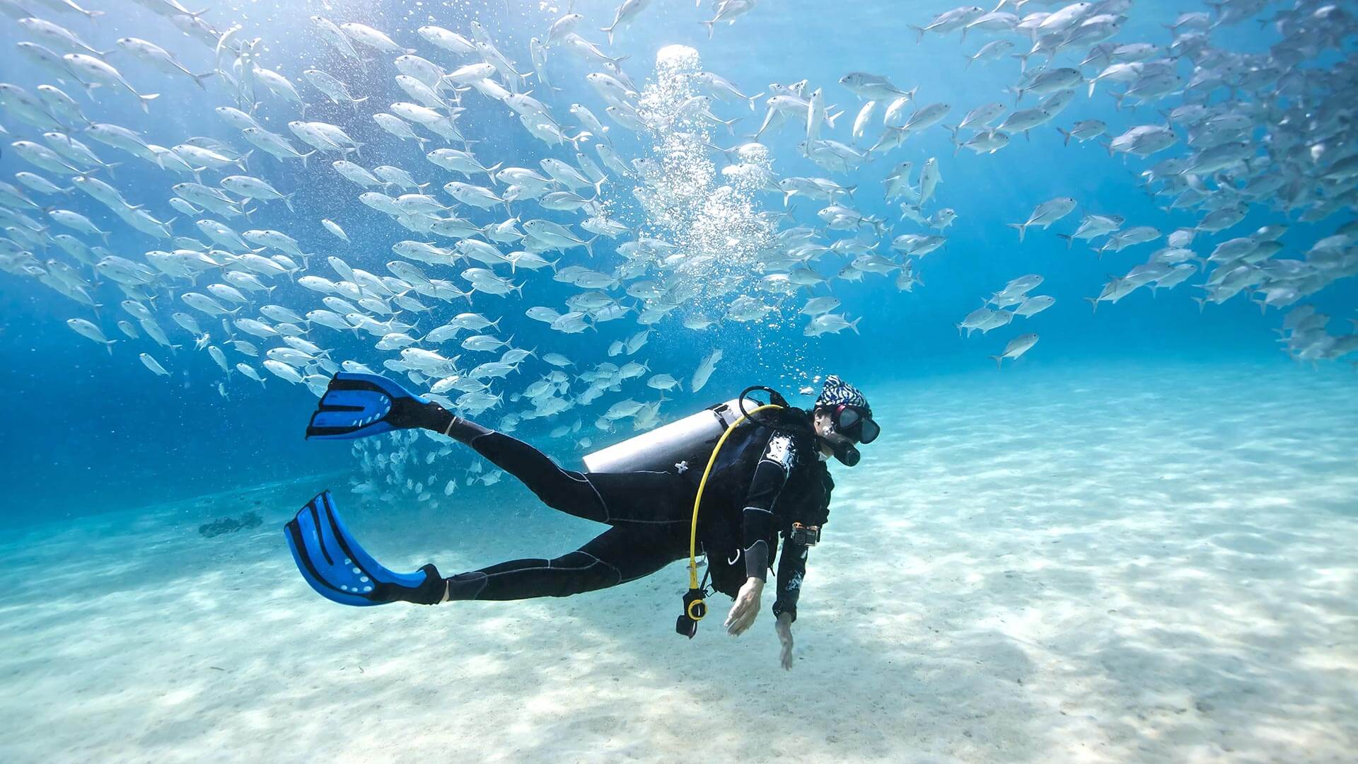 Let's go Boat diving! in Cabo and Sea of Cortez - See Creatures