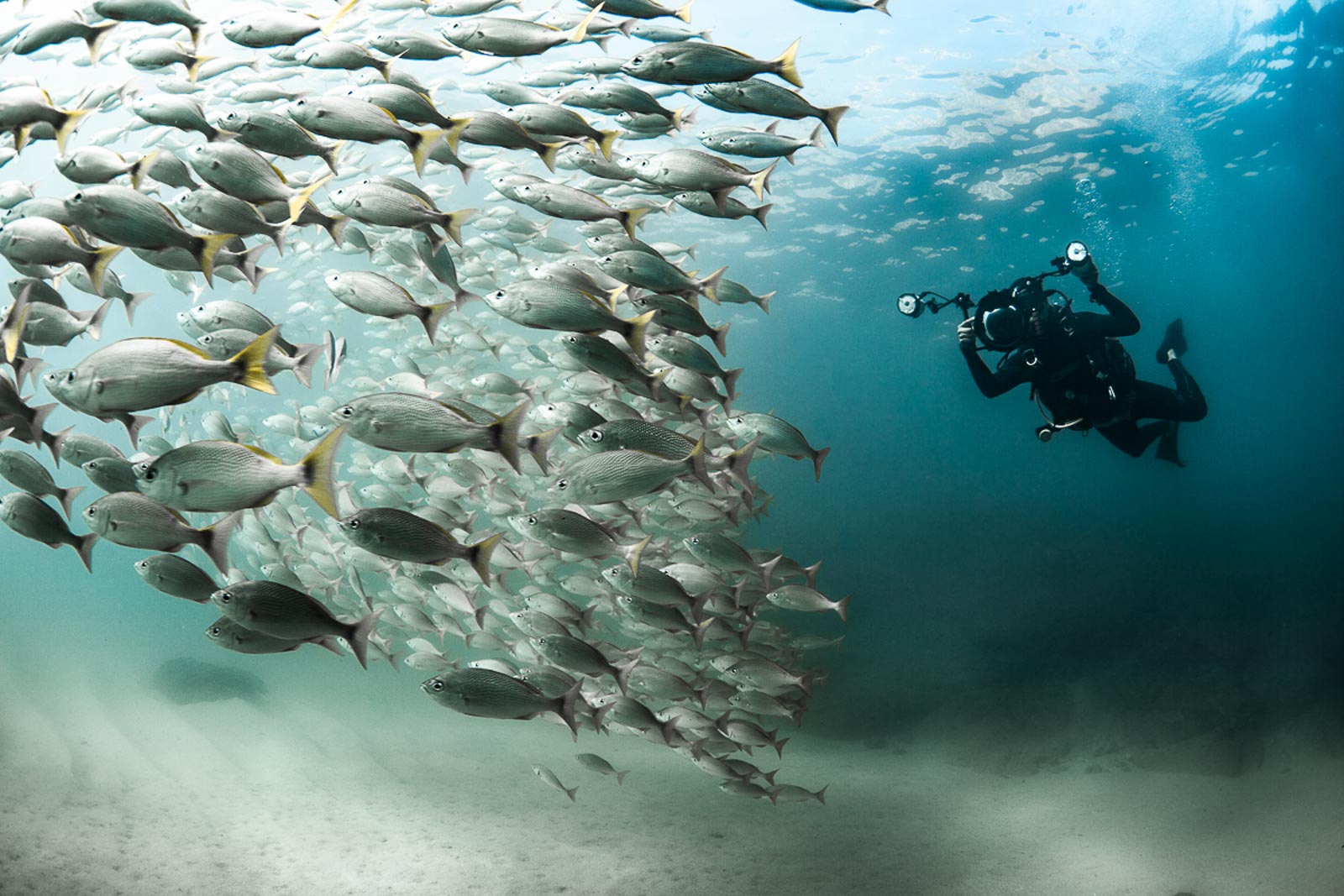 Dive Cabo Boat Combo - See Creatures
